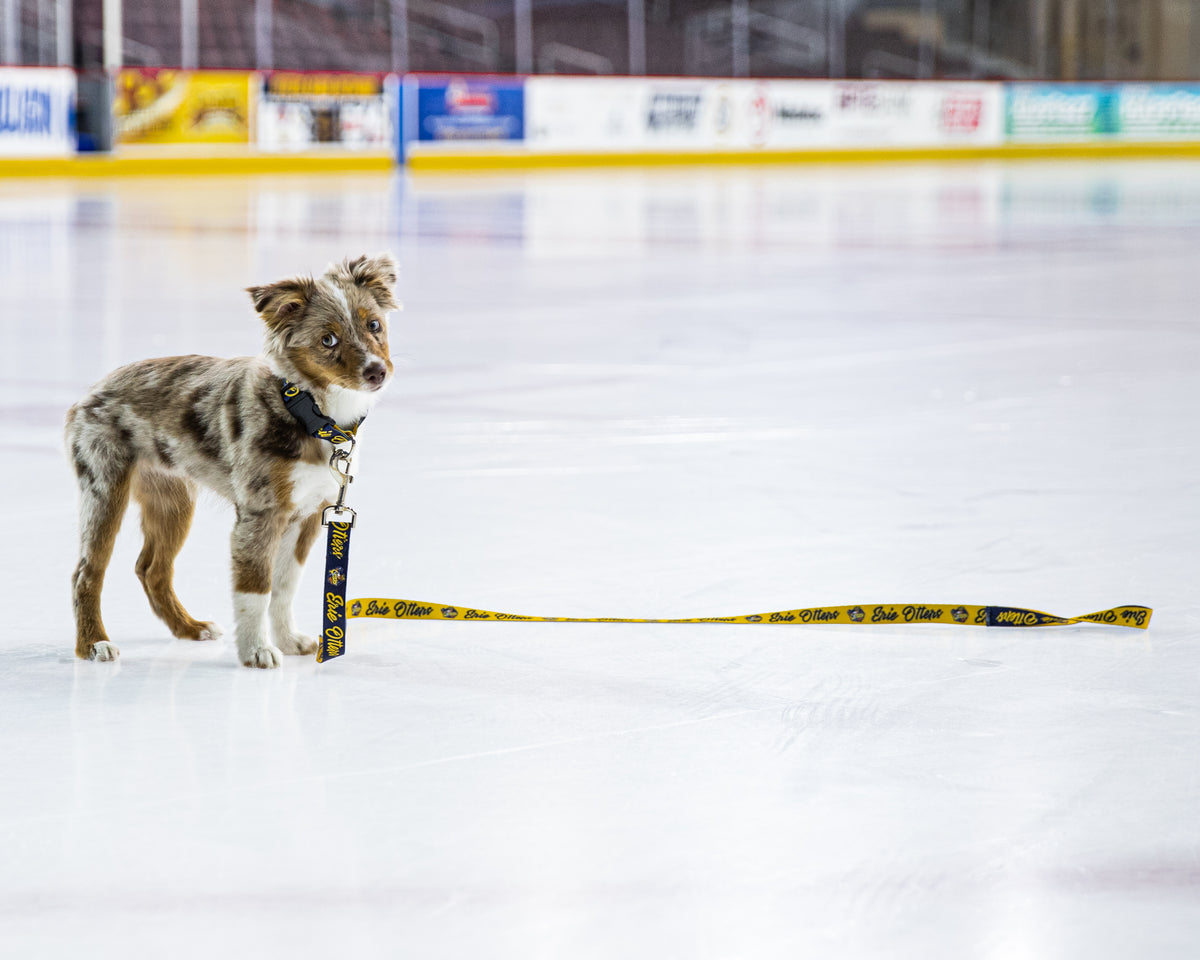 Pet Leash – Otters' Den